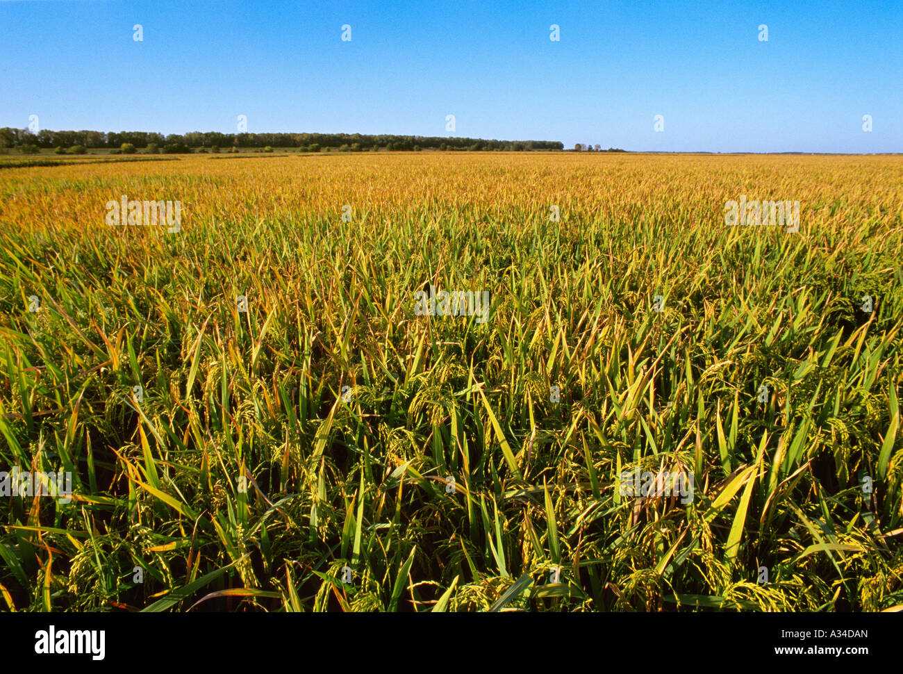 Agriculture - Field of mature rice plants ready for harvest / Arkansas ...