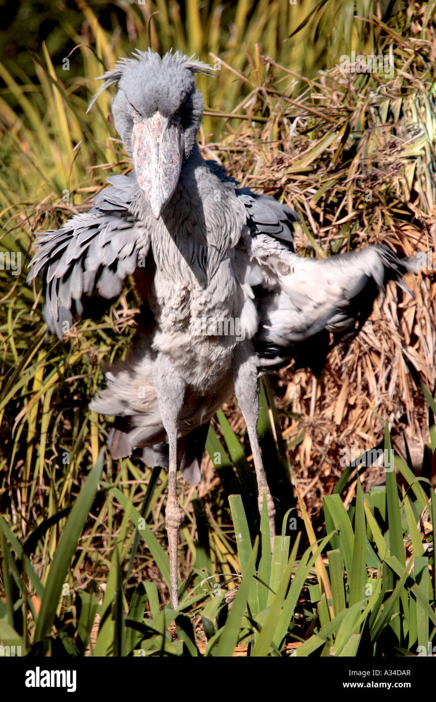 Balaenicepos rex hi-res stock photography and images - Alamy
