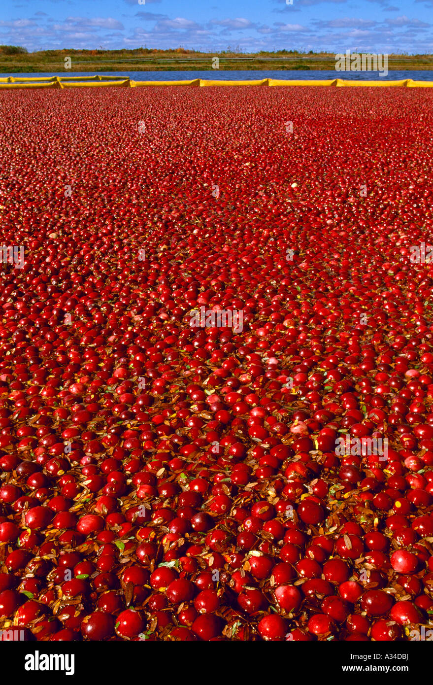 Agriculture - Ripe cranberries in a bog ready for harvest / Valley ...