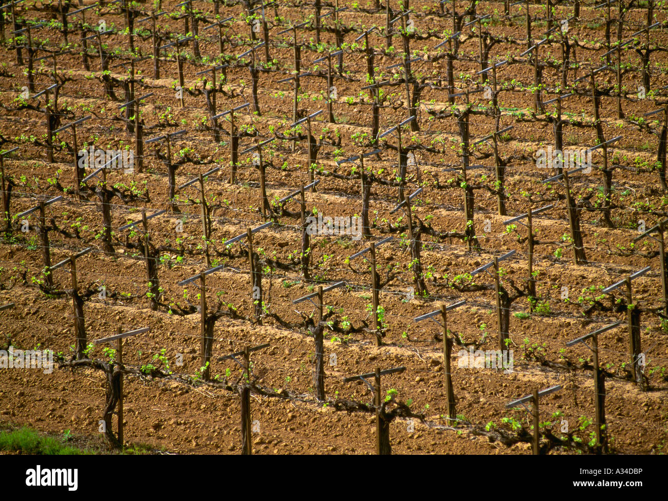 Agriculture / Table grape vineyard coming out of winter dormancy ...
