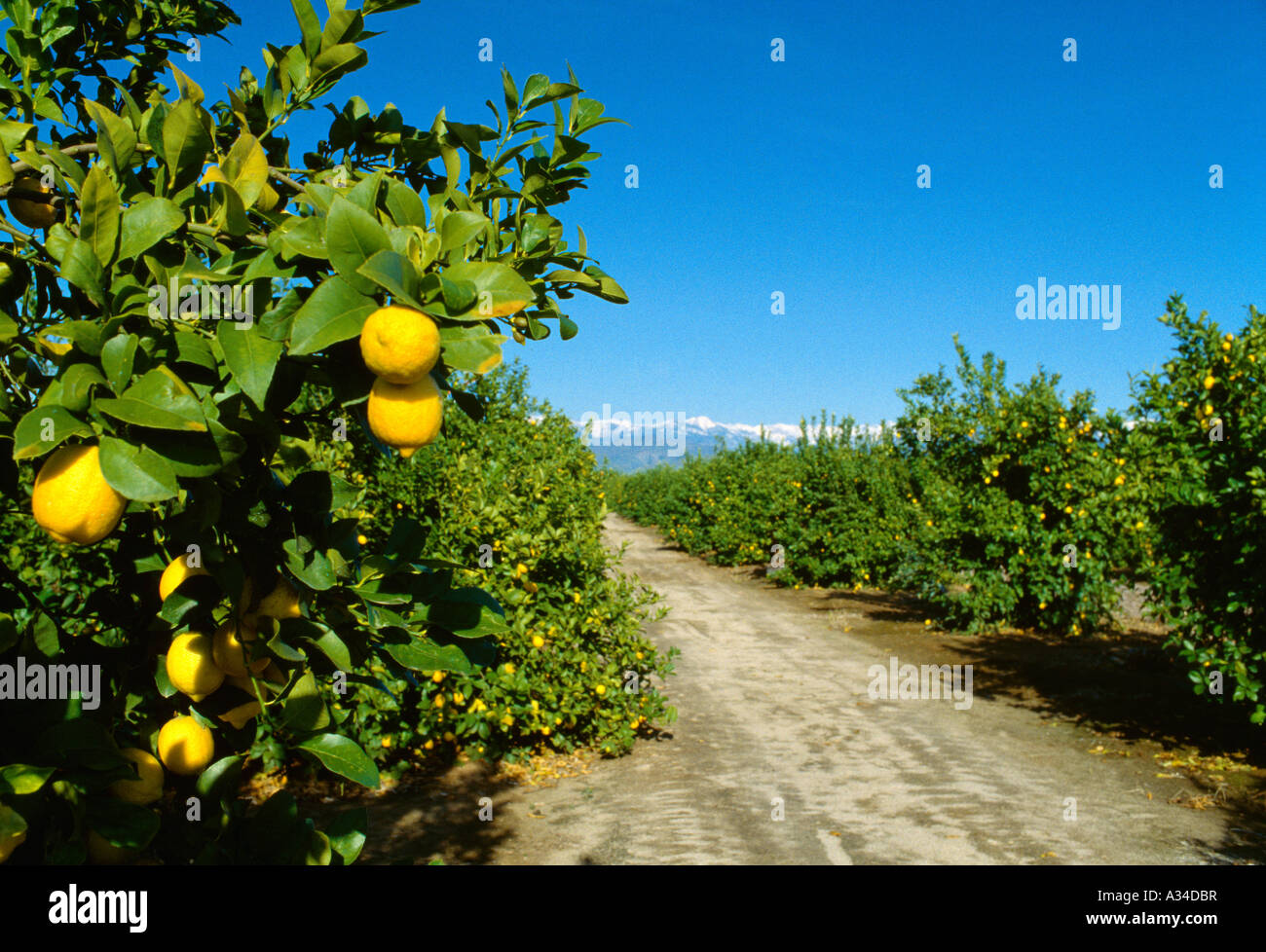 Agriculture - Lemon grove with mature lemons on the tree, Sierra Nevada ...