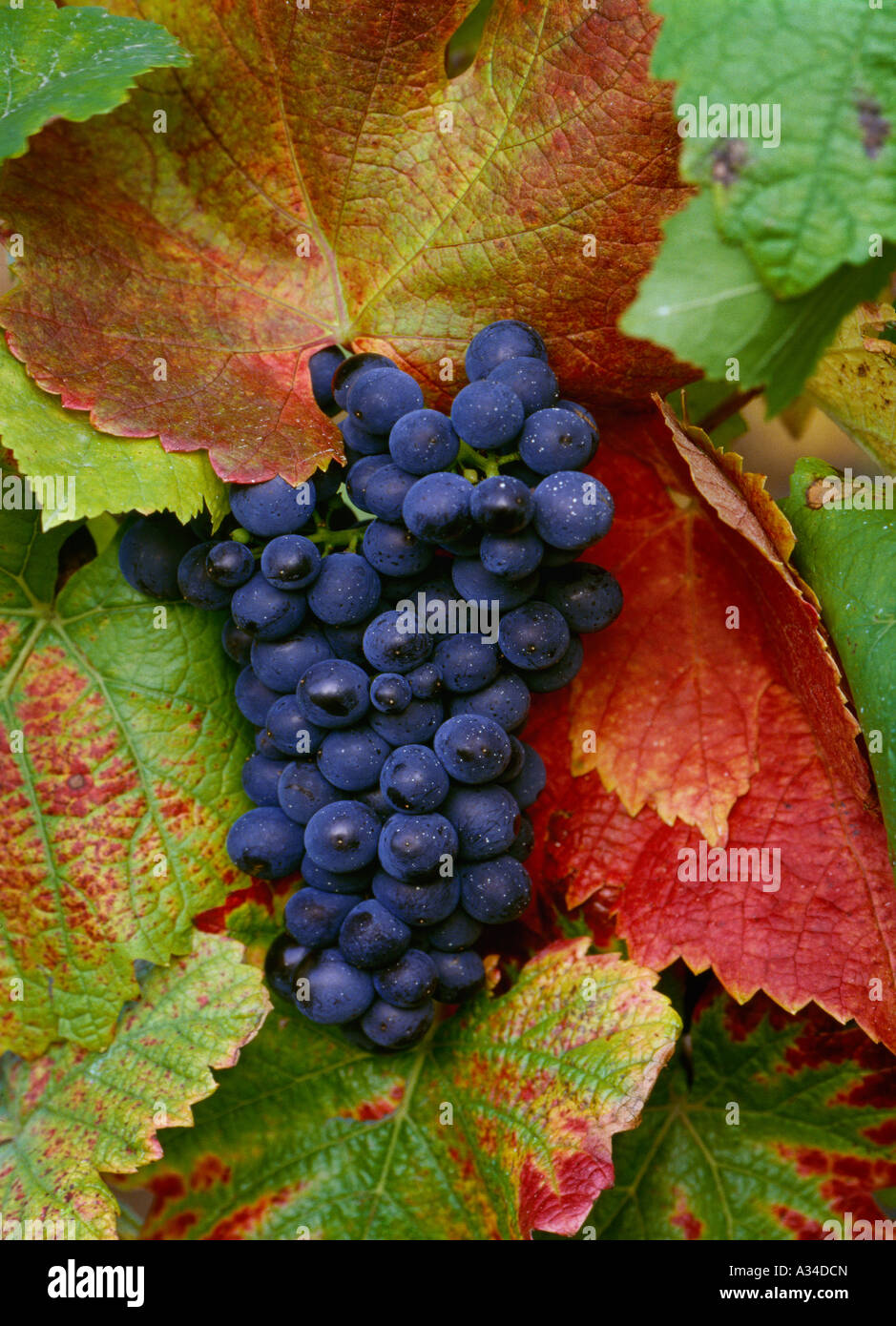 Agriculture - Pinot Noir wine grape cluster on the vine with autumn ...