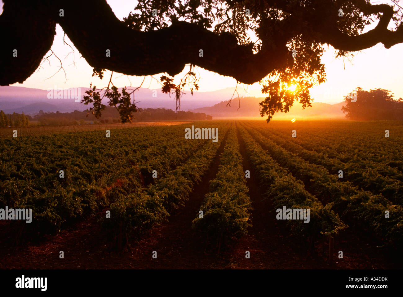 Agriculture Wine grape vineyard at sunset with oak branch silhouetted ...