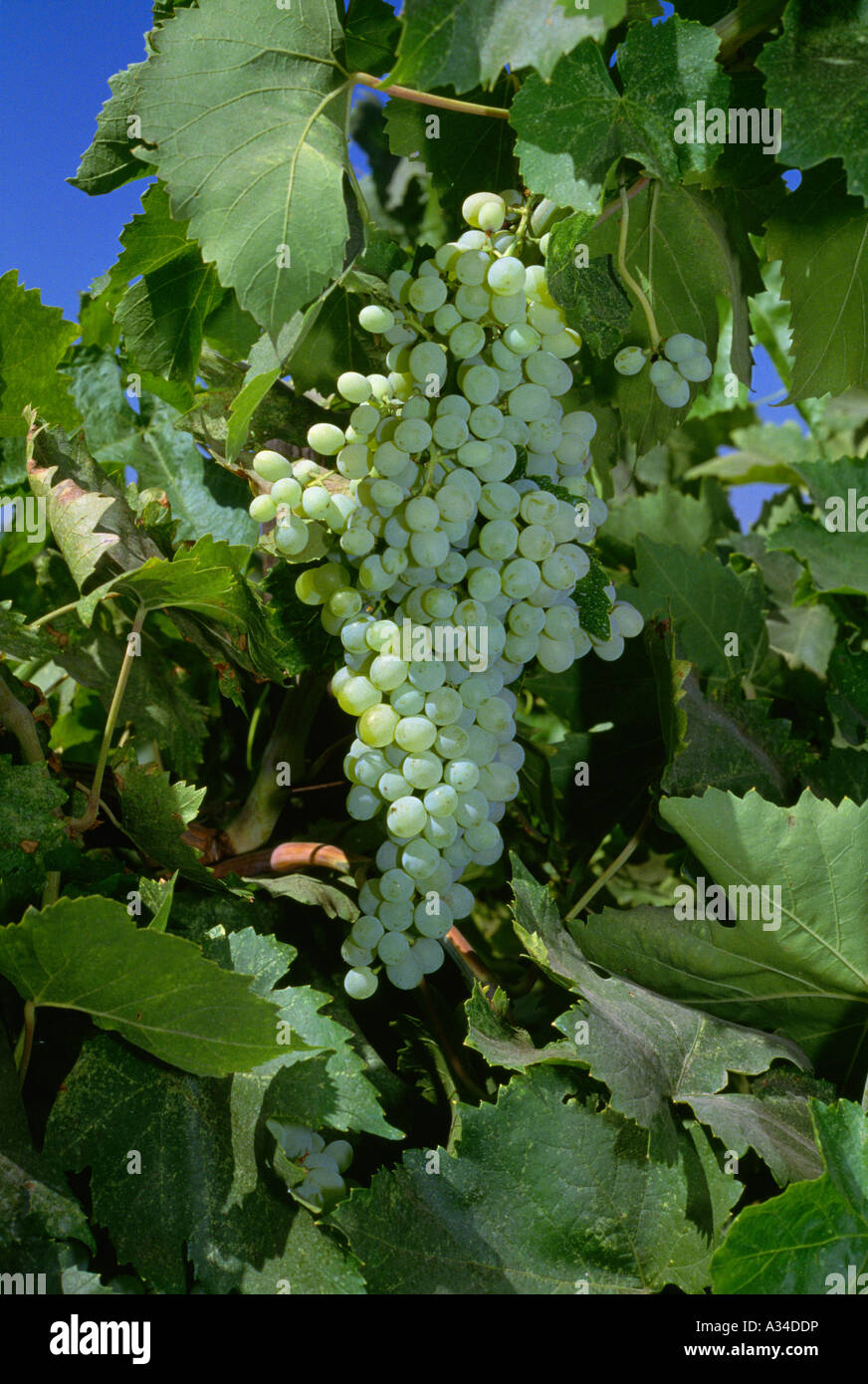 Agriculture - Closeup of Thompson Seedless grapes on the vine / Fresno ...