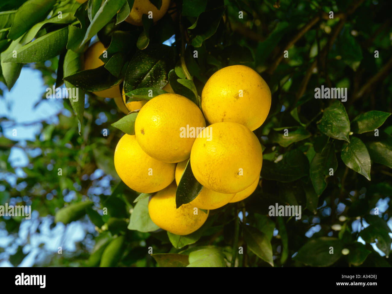 Agriculture - Ripe grapefruit on the tree ready for harvest / Florida ...