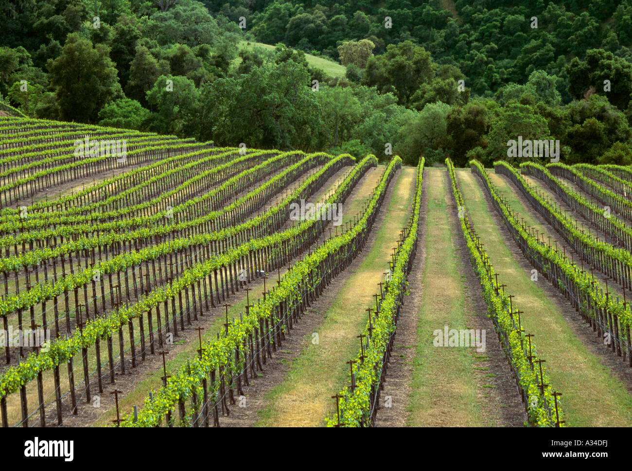Agriculture - Wine grape vineyard showing early Spring foliage ...