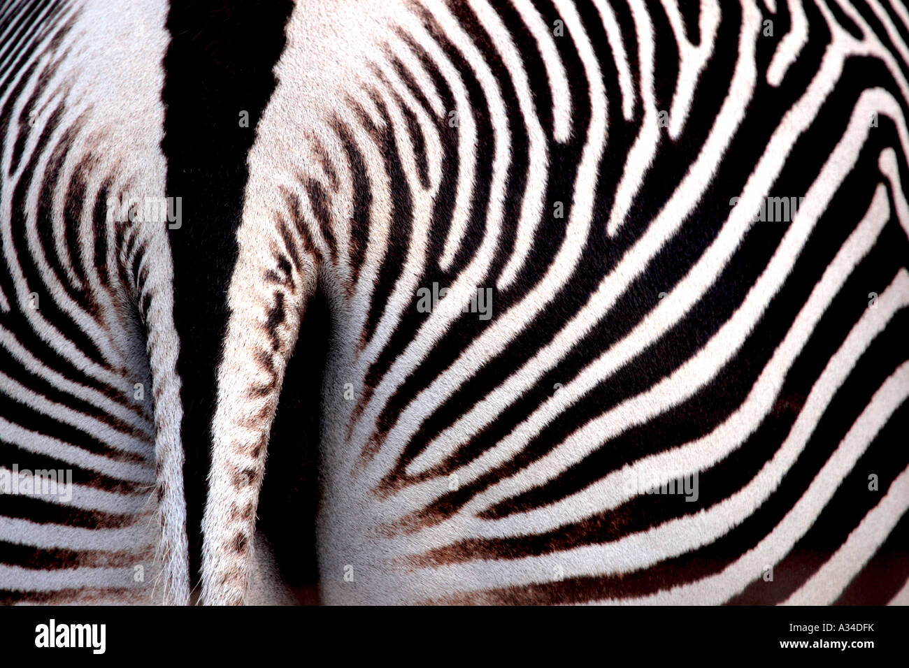 Protection from biting insects hi-res stock photography and images - Alamy