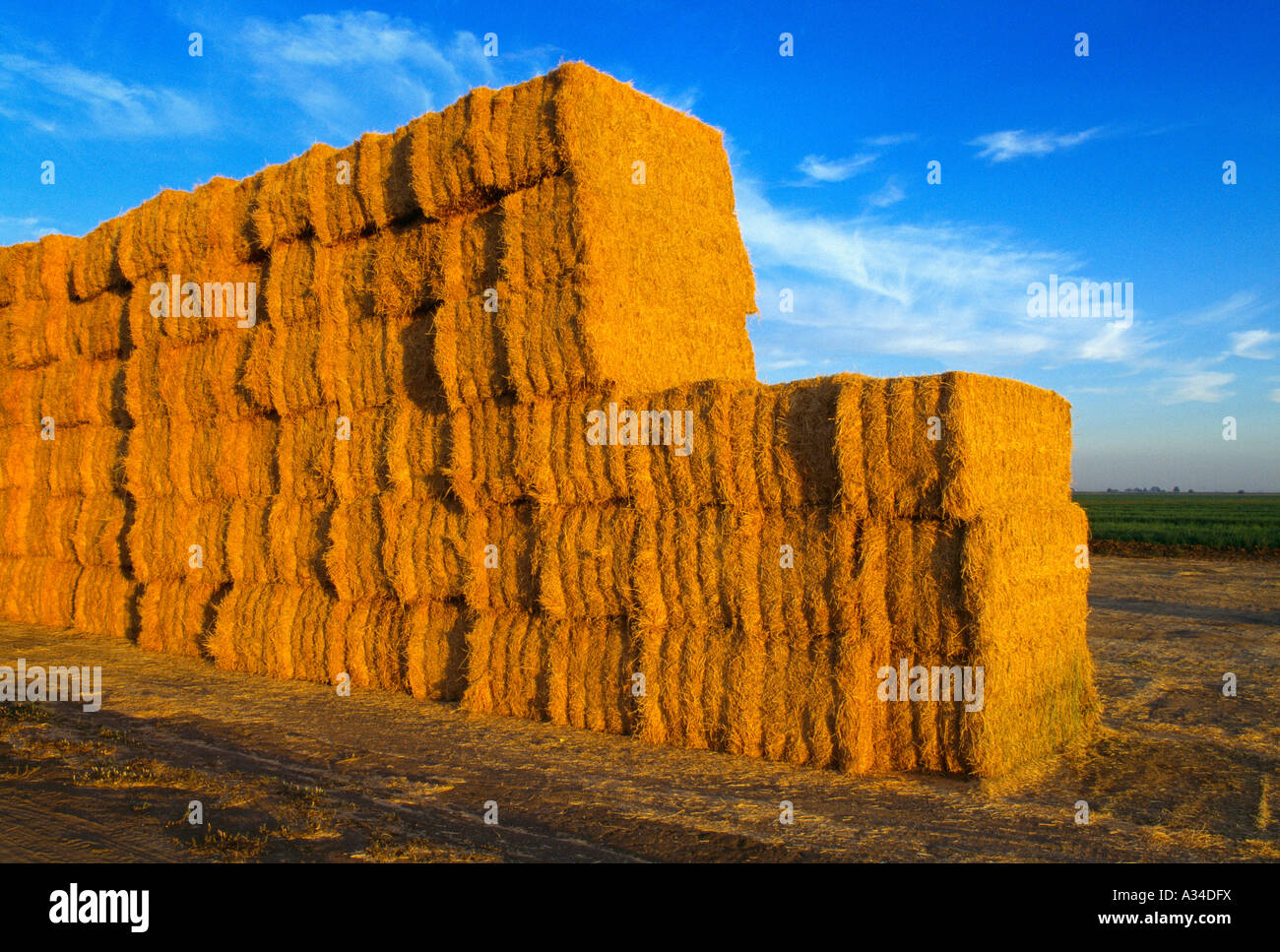 Alfalfa Hay Bales High Resolution Stock Photography and Images - Alamy