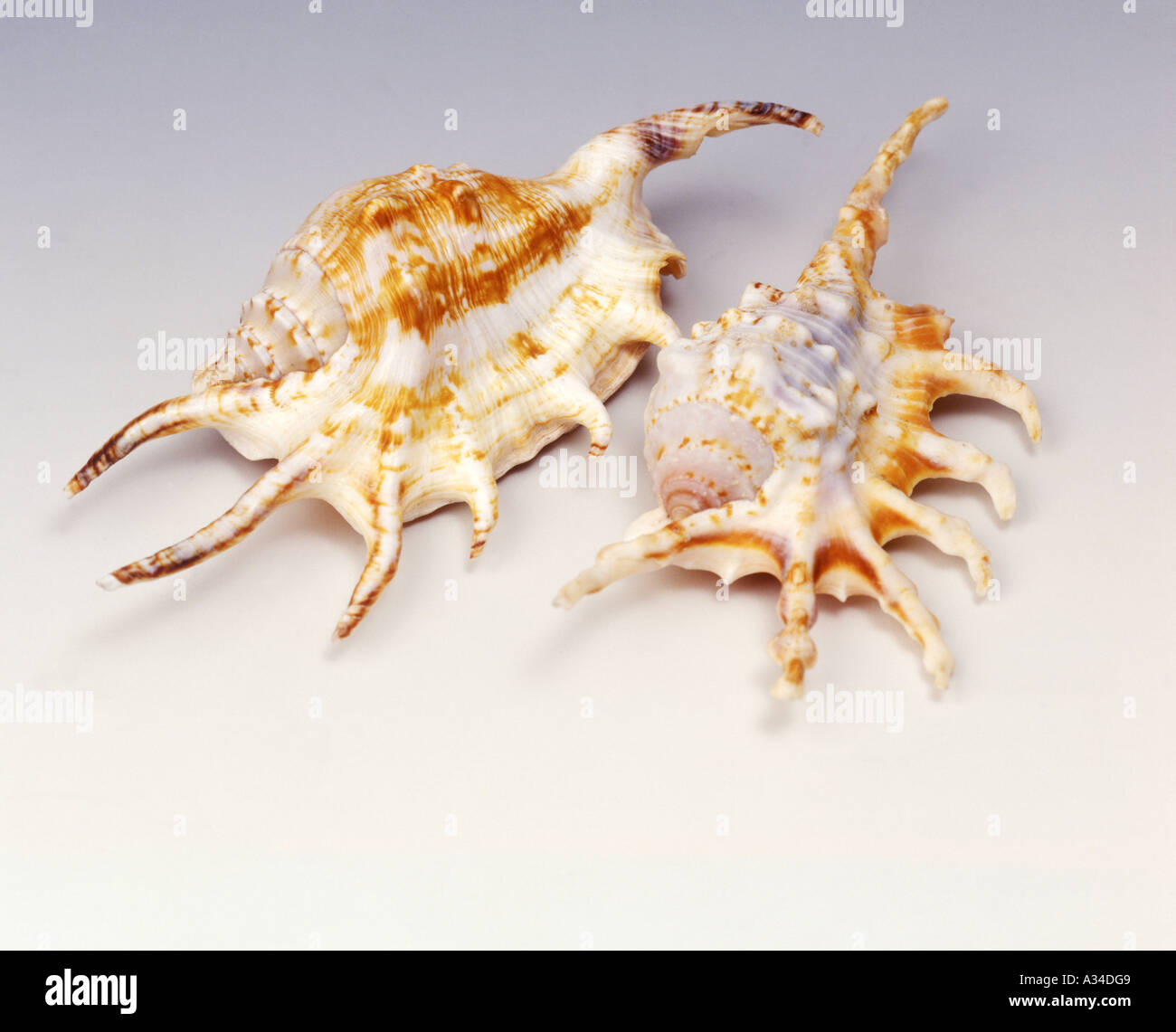 Unique shells hi-res stock photography and images - Alamy