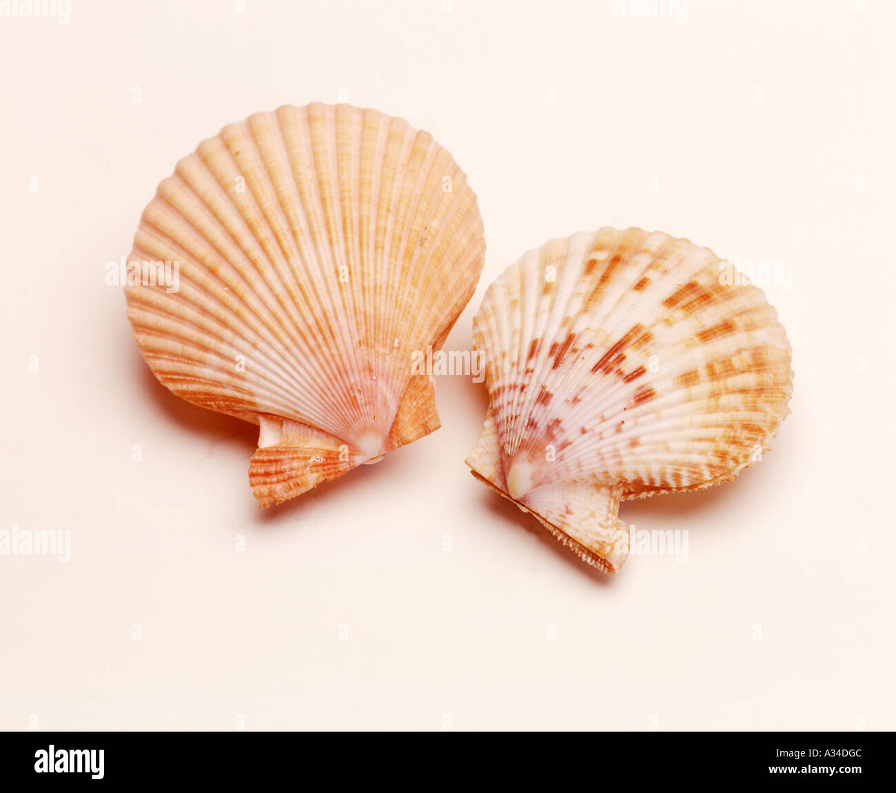 Fan shells hi-res stock photography and images - Alamy