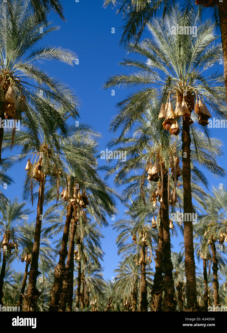 Agriculture - Date palm trees with dates nearly ready to harvest ...