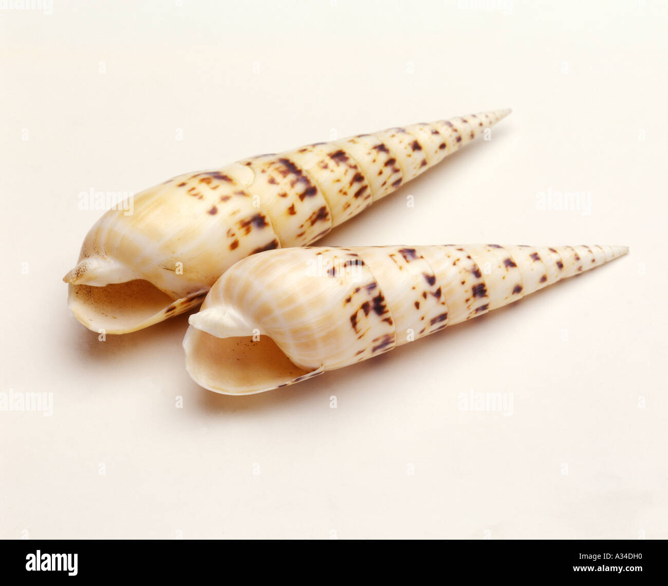 Two elongated shells found in a beach in Boracay, Philippines Stock ...