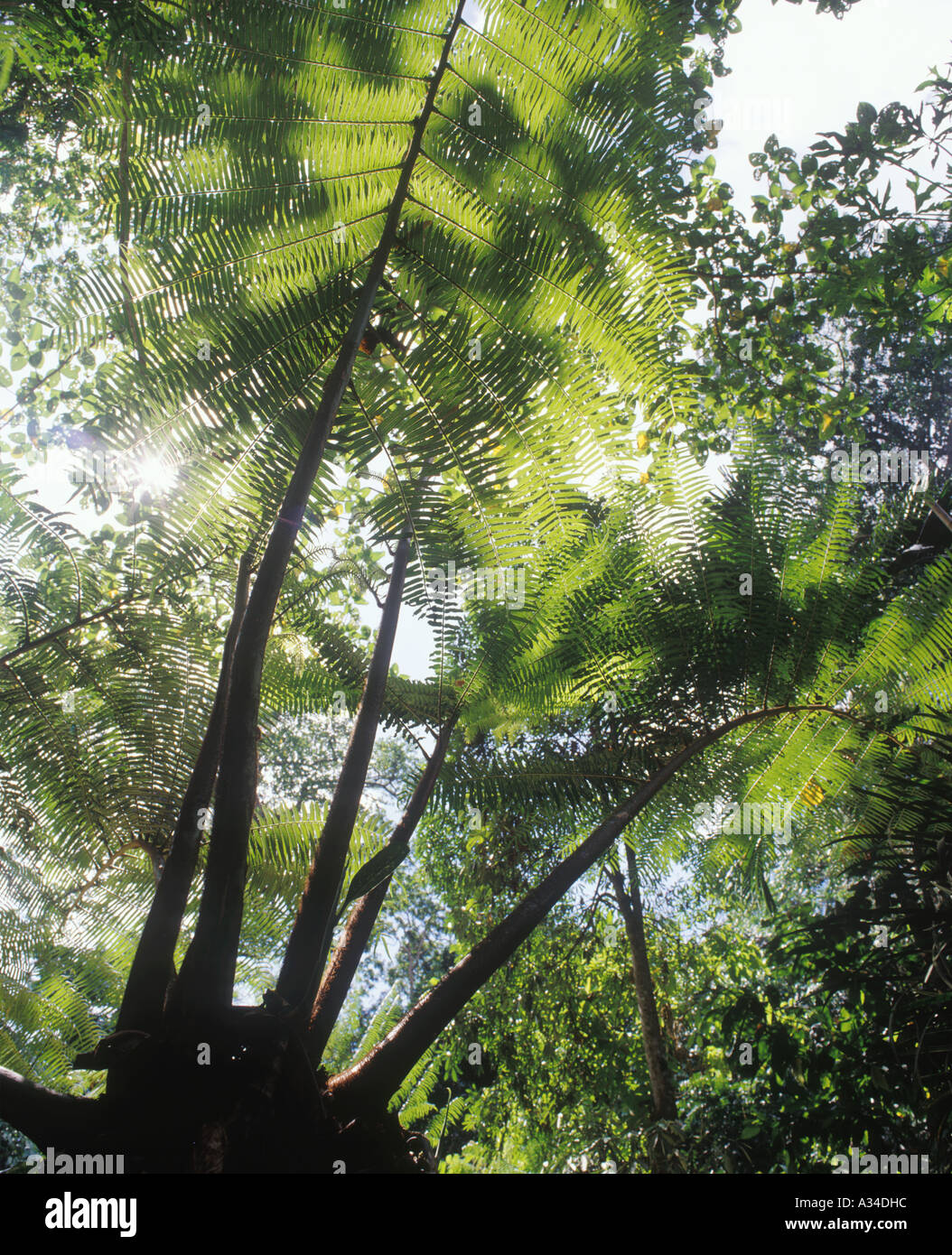 A giant fern is majestic in the rainforest of Hidden Valley Springs ...