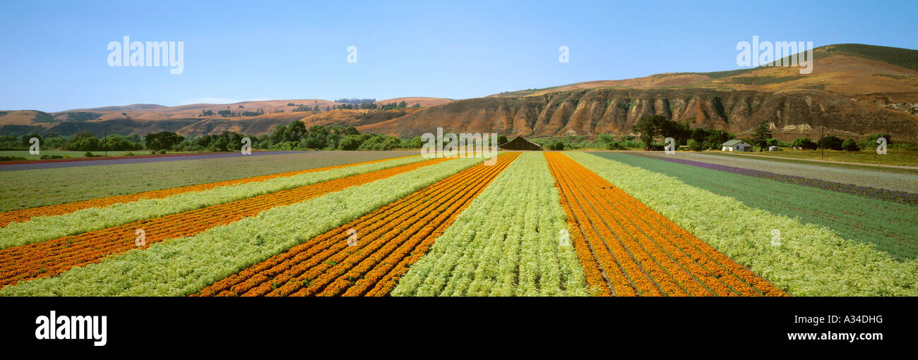 Lompoc flower fields hi-res stock photography and images - Alamy
