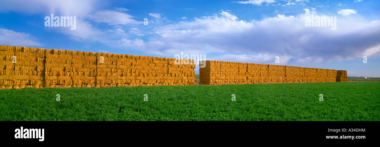 Agriculture - Stacks of alfalfa hay bales with alfalfa field in the ...