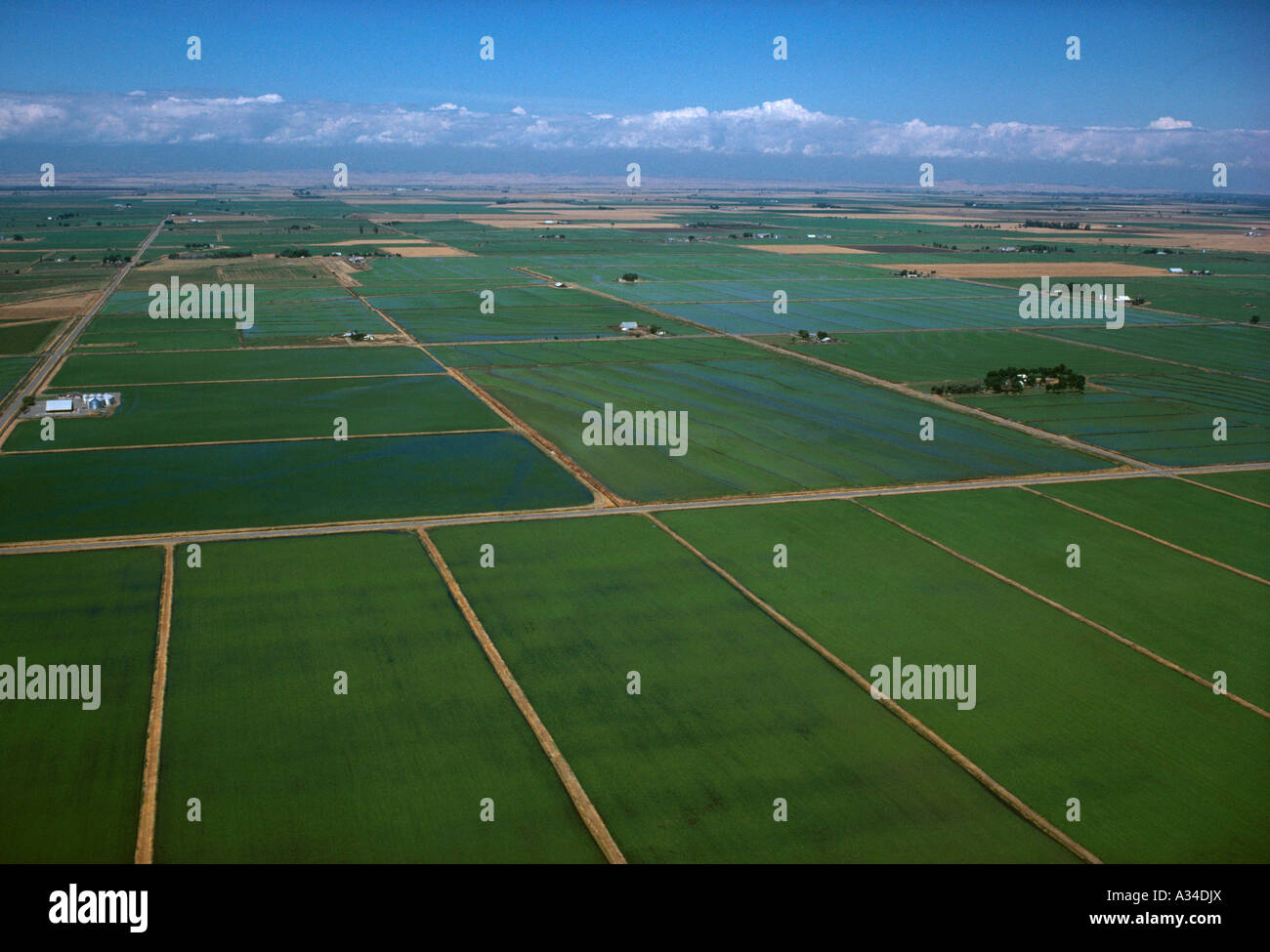 Agriculture - Aerial early growth rice fields / Sacramento Valley ...