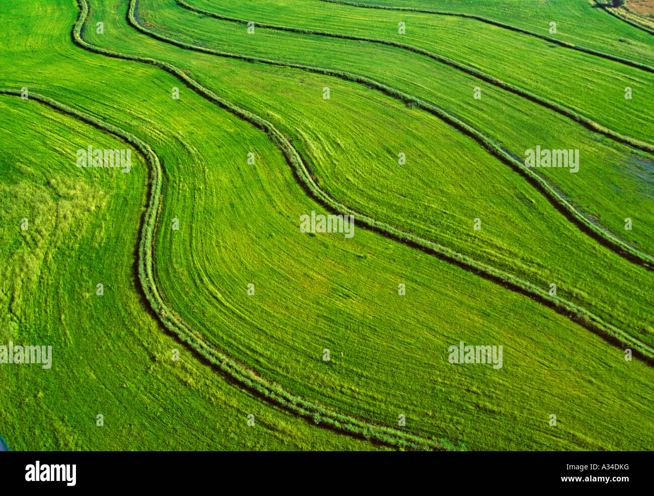 Agriculture - Aerial early growth rice fields / Northern California ...