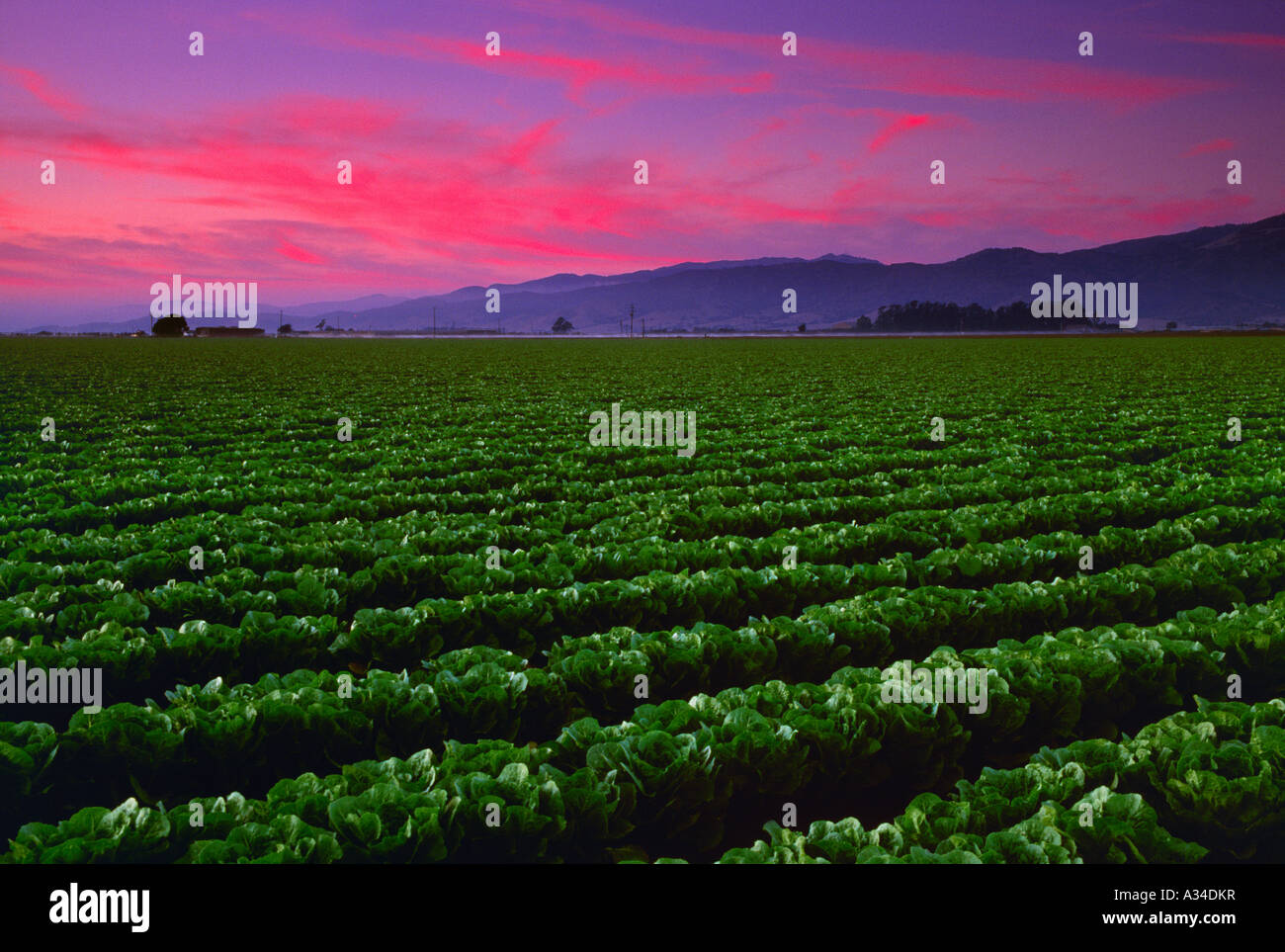 Agriculture - Field of mature Romaine lettuce ready for harvest at ...