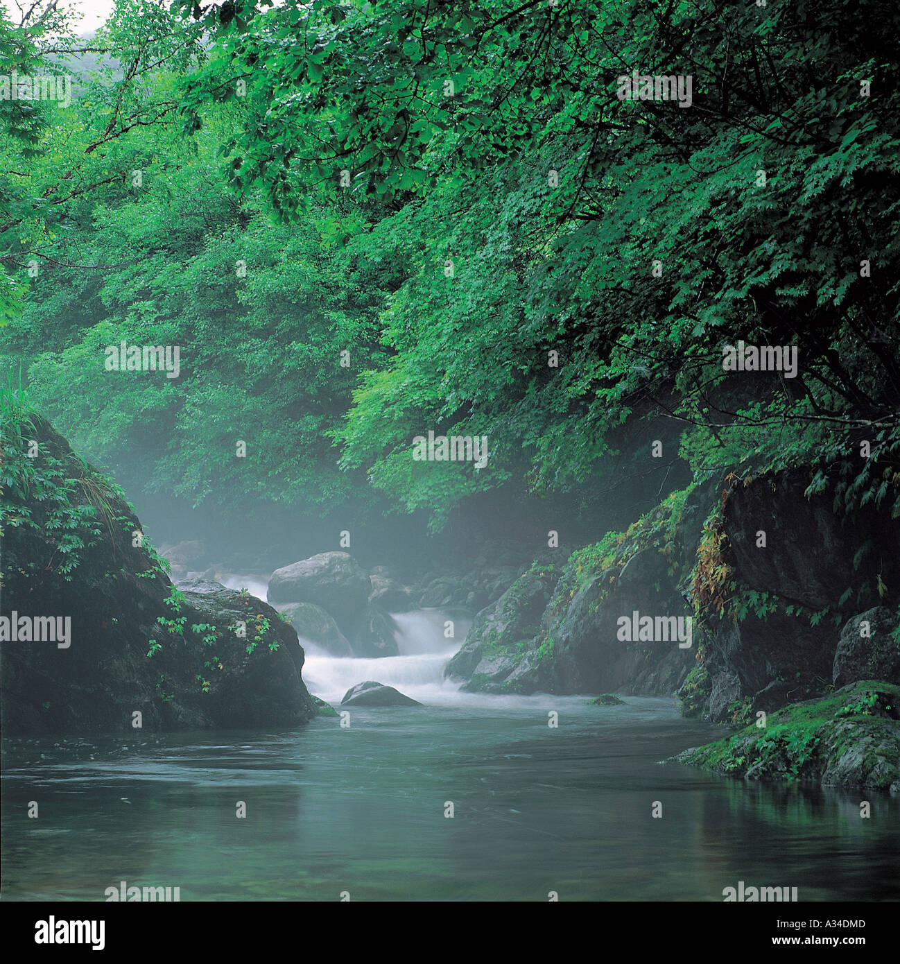 Natural scene in the forest Stock Photo - Alamy