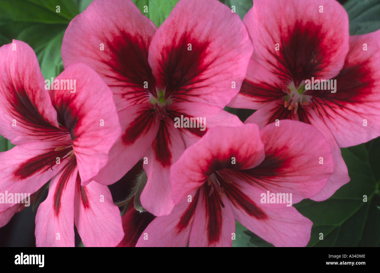 Pelargonium 'Bolero' Unique pelargonium Stock Photo - Alamy