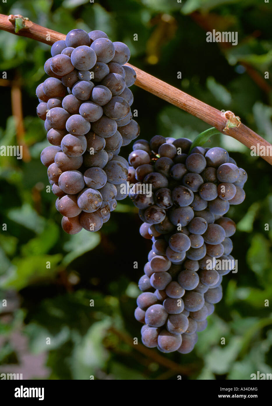 Agriculture - Mature Pinot Gris wine grape clusters on the vine ...