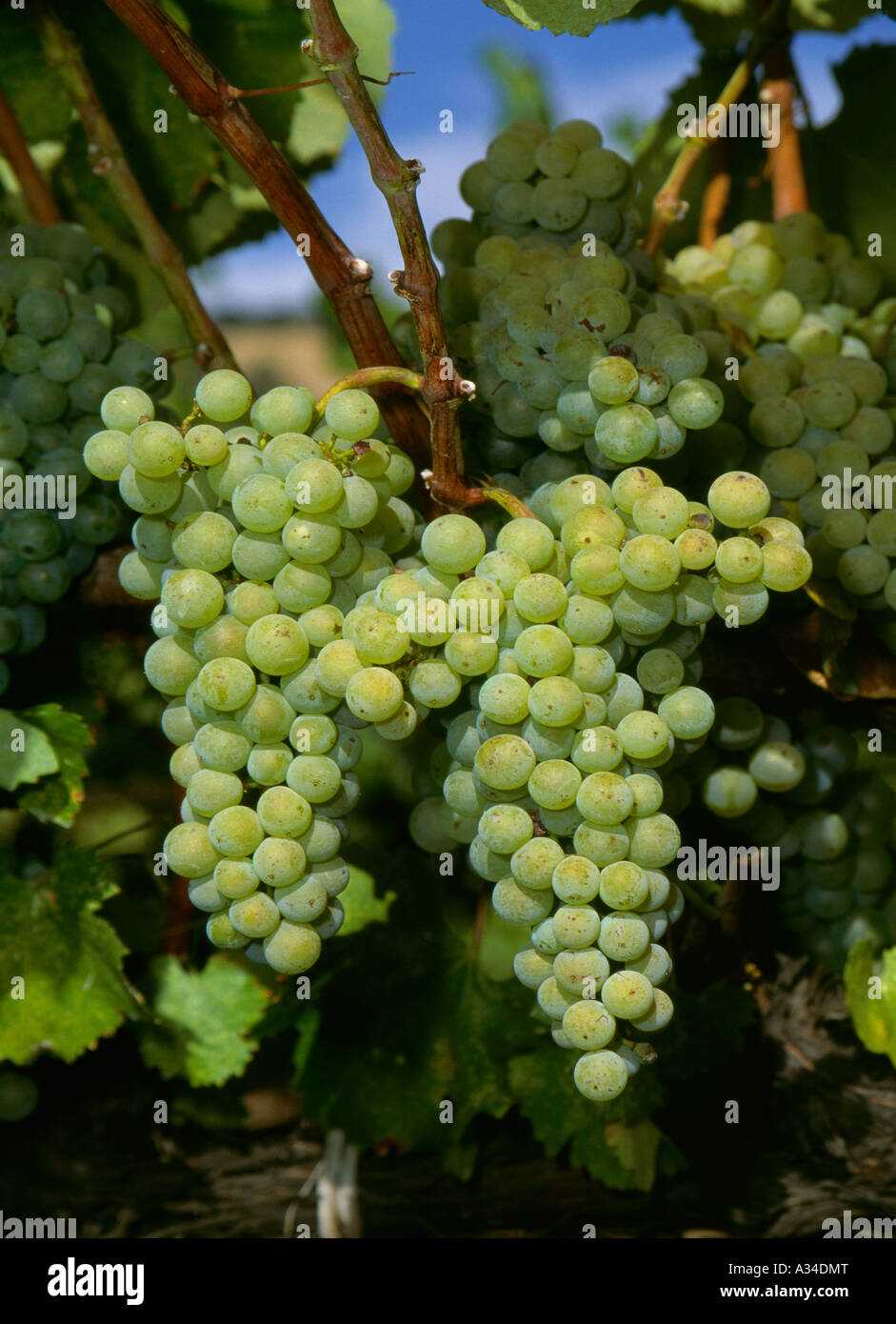 Agriculture - Semillion wine grape clusters on the vine / California ...