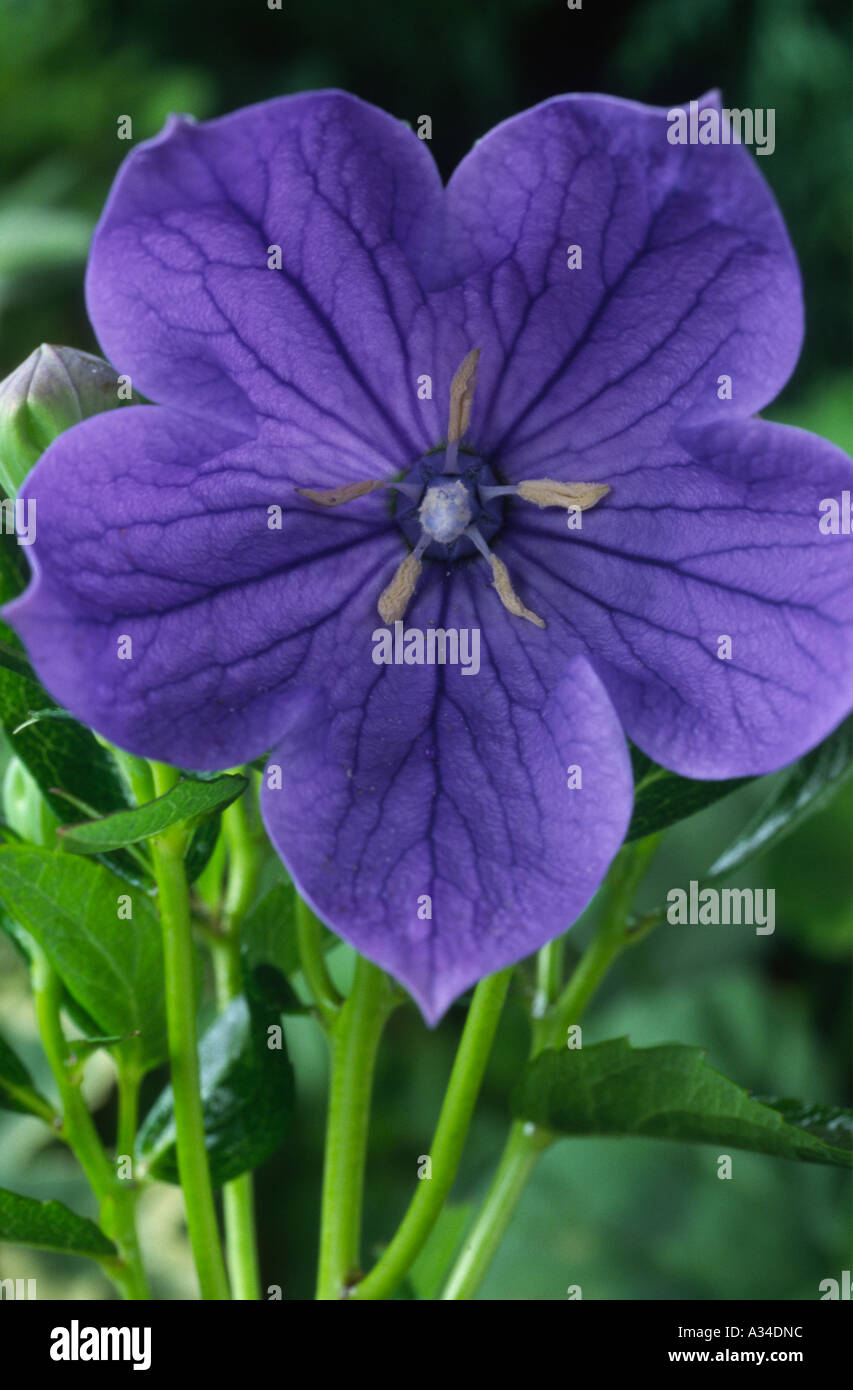 Platycodon grandiflorus 'Sentimental Blue'. Balloon flower Stock Photo ...