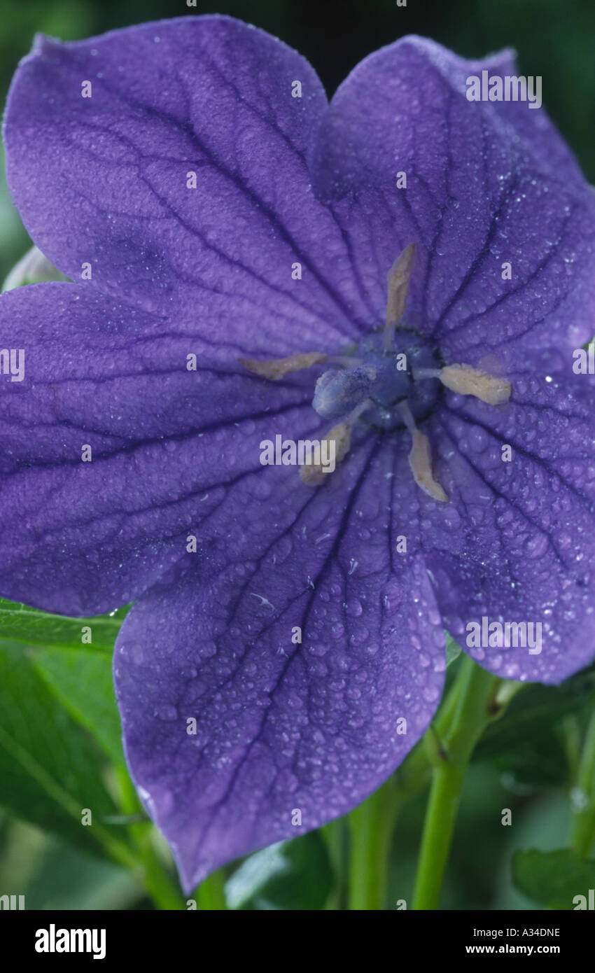Platycodon grandiflorus 'Sentimental Blue'. Balloon flower Stock Photo ...
