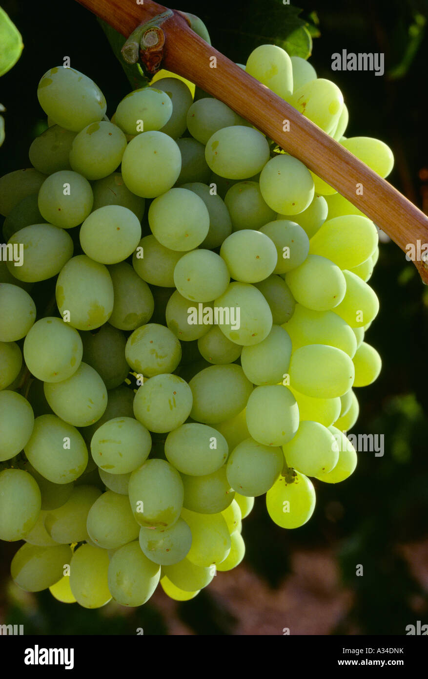 Mature thompson seedless hi-res stock photography and images - Alamy
