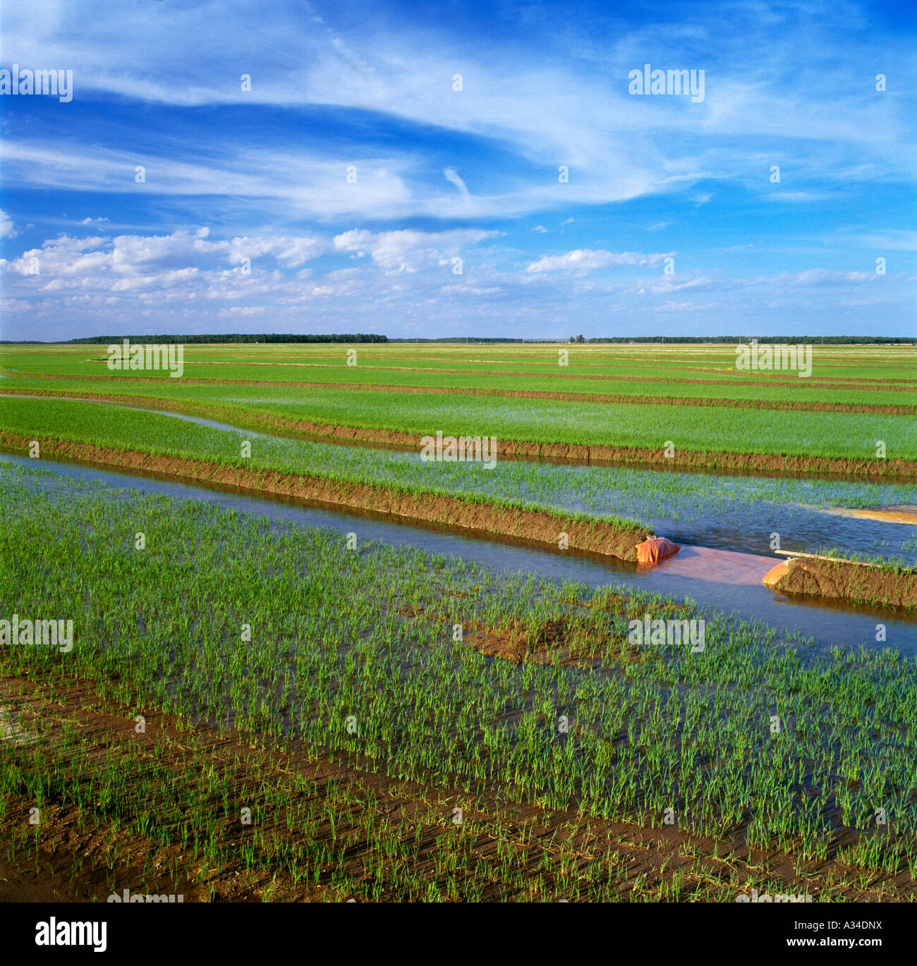 Rice Field Gates