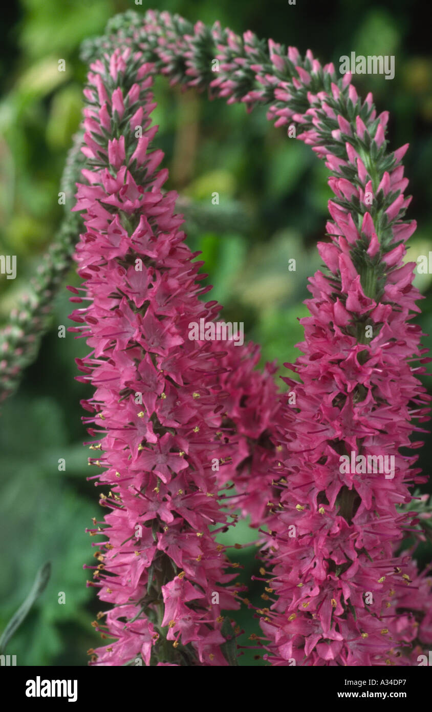 Veronica spicata 'Rotfuchs'. syn. Red Fox. Speedwell Stock Photo - Alamy