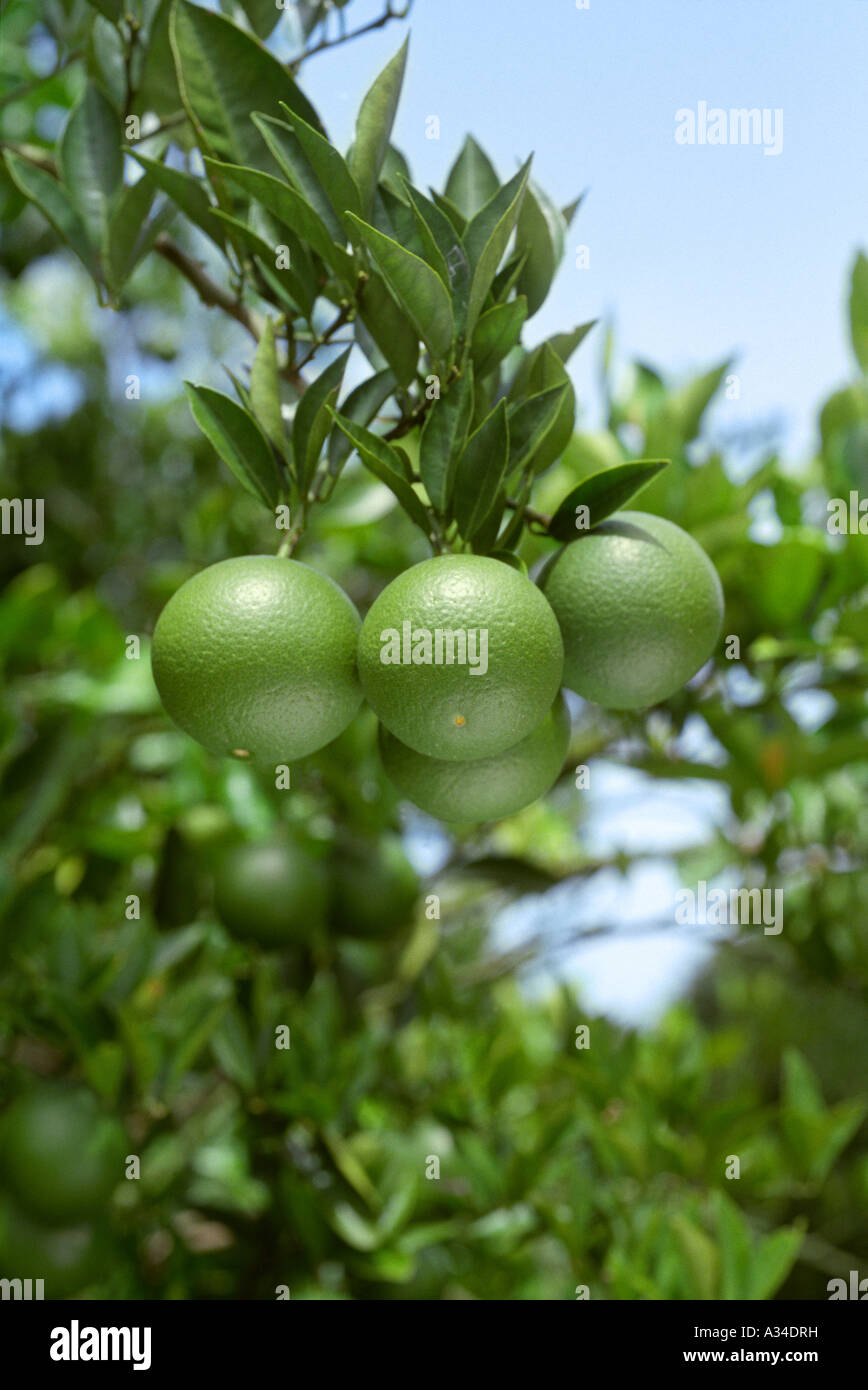 Lime trees with fruit hi-res stock photography and images - Alamy