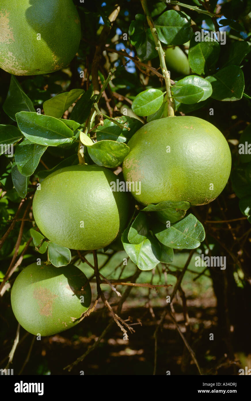 Chinese grapefruit hi-res stock photography and images - Alamy