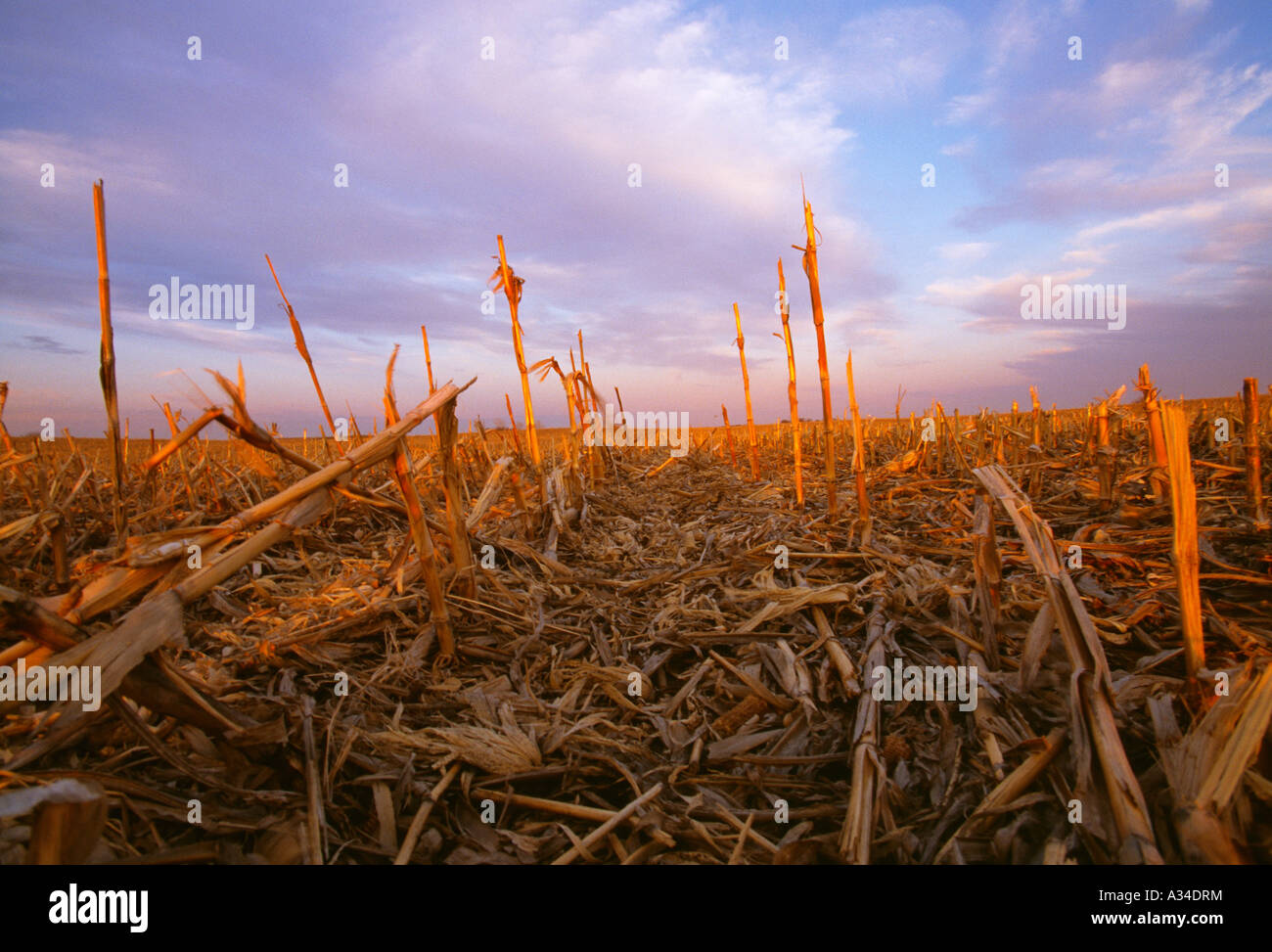 Agriculture - Harvested grain corn field at sunset showing the stubble ...