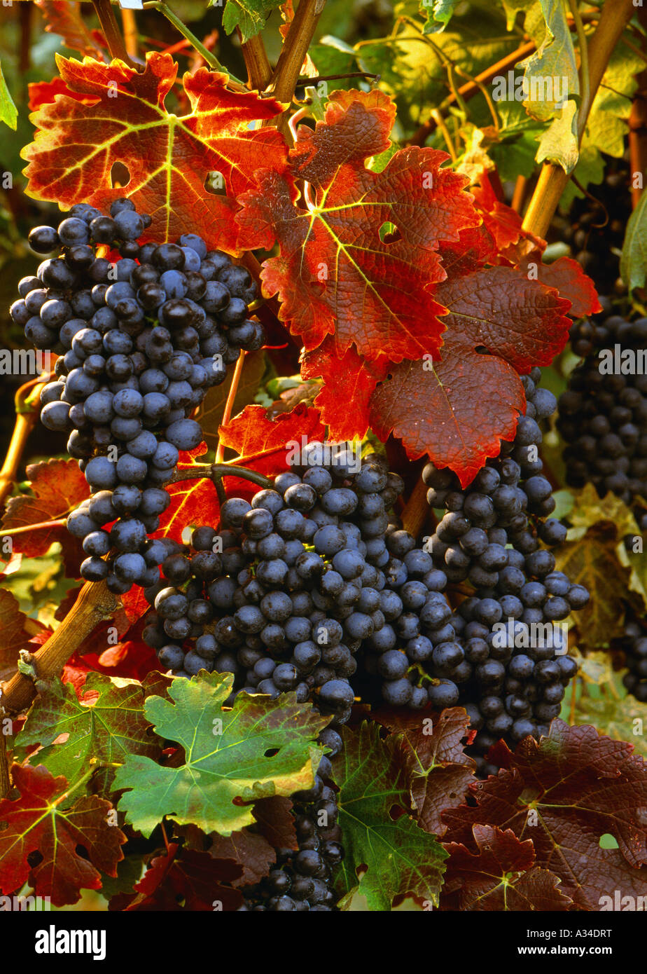 Autumn royal grape hi-res stock photography and images - Alamy
