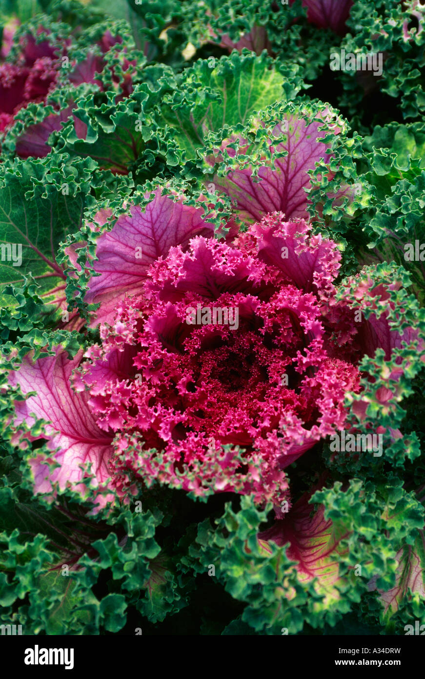 Agriculture - Closeup detail of a flowering kale plant / Moss Landing ...