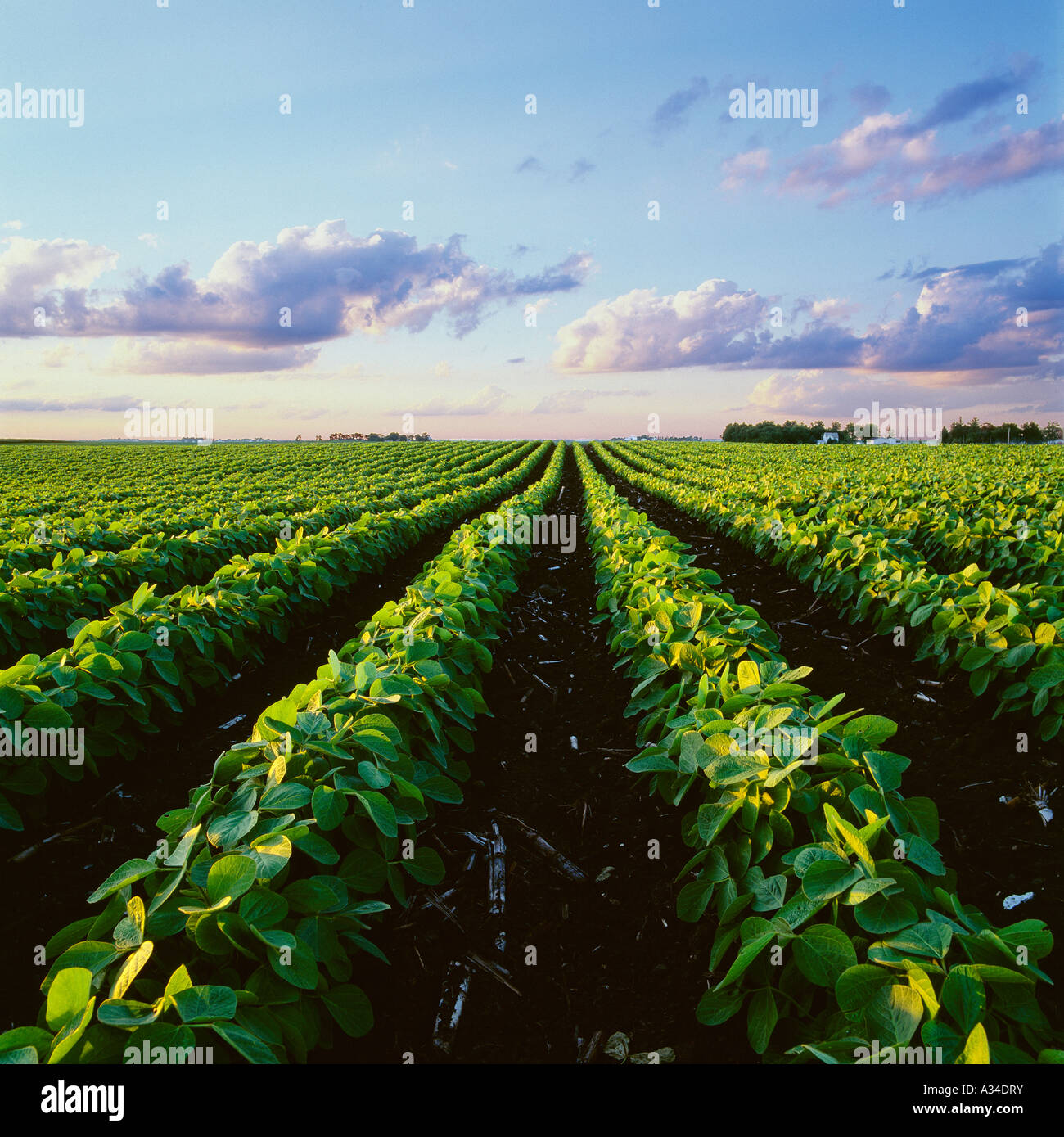 Tillage beans hi-res stock photography and images - Alamy
