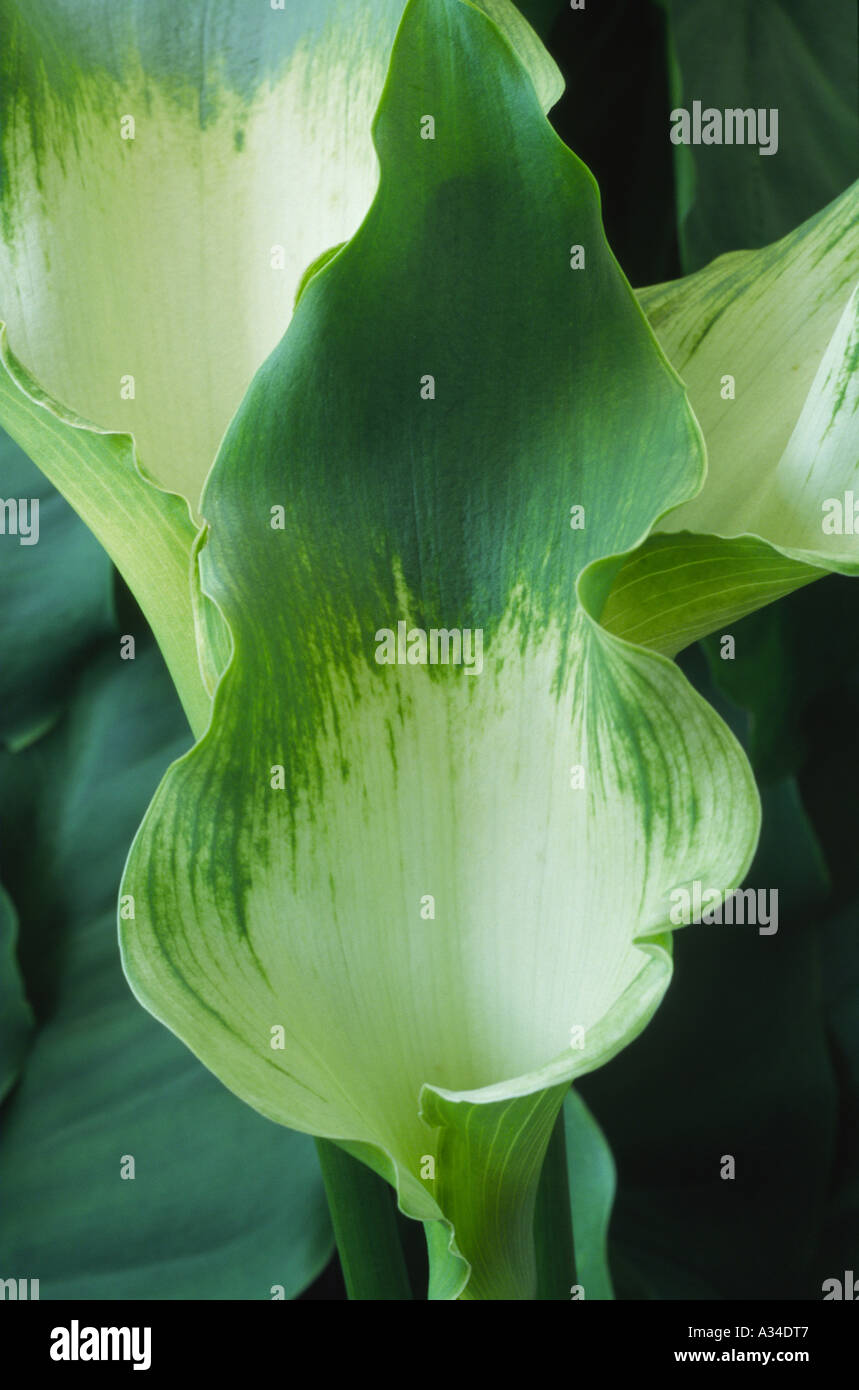 Zantedeschia aethiopica green goddess arum lily hi-res stock ...