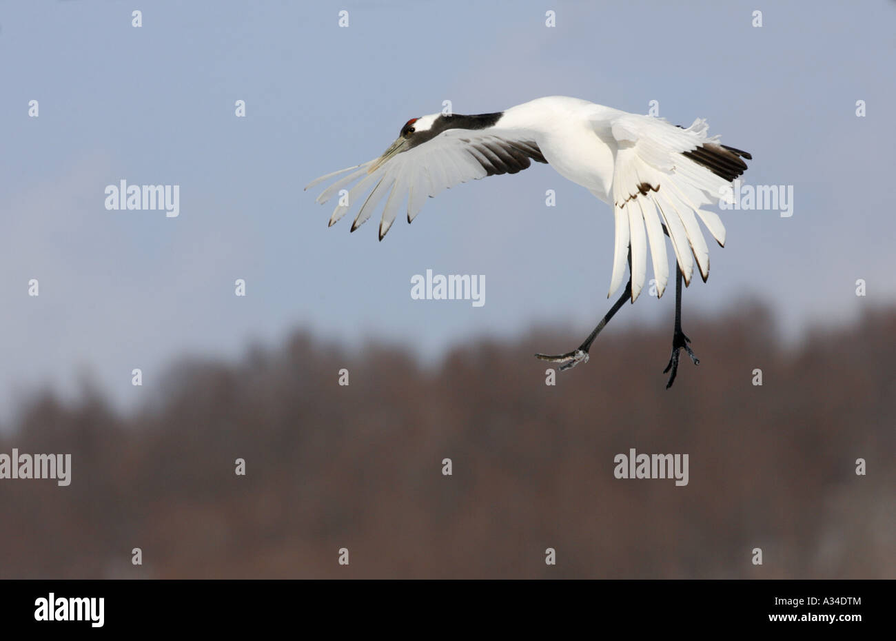 Japanese crane landing Stock Photo - Alamy