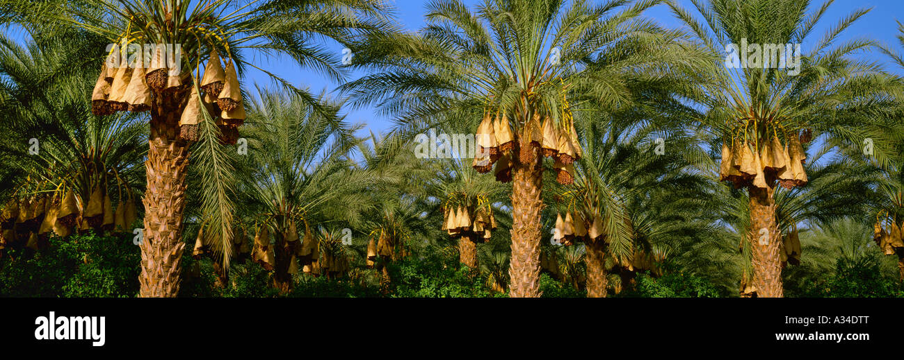 A stand of date palm trees with a heavy crop of ripe dates in ...