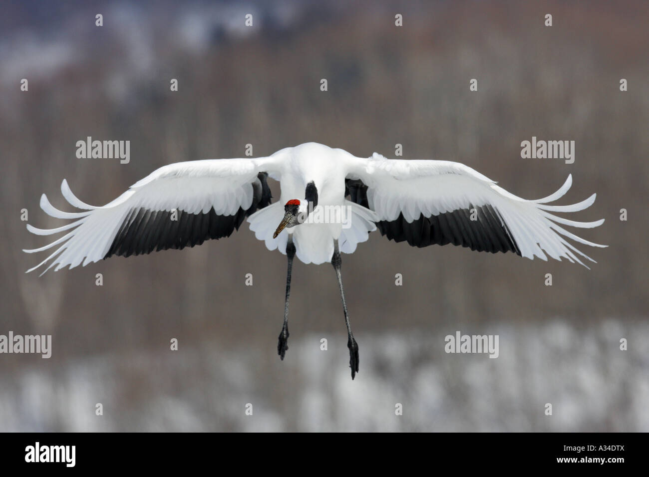 Flared wings hi-res stock photography and images - Alamy