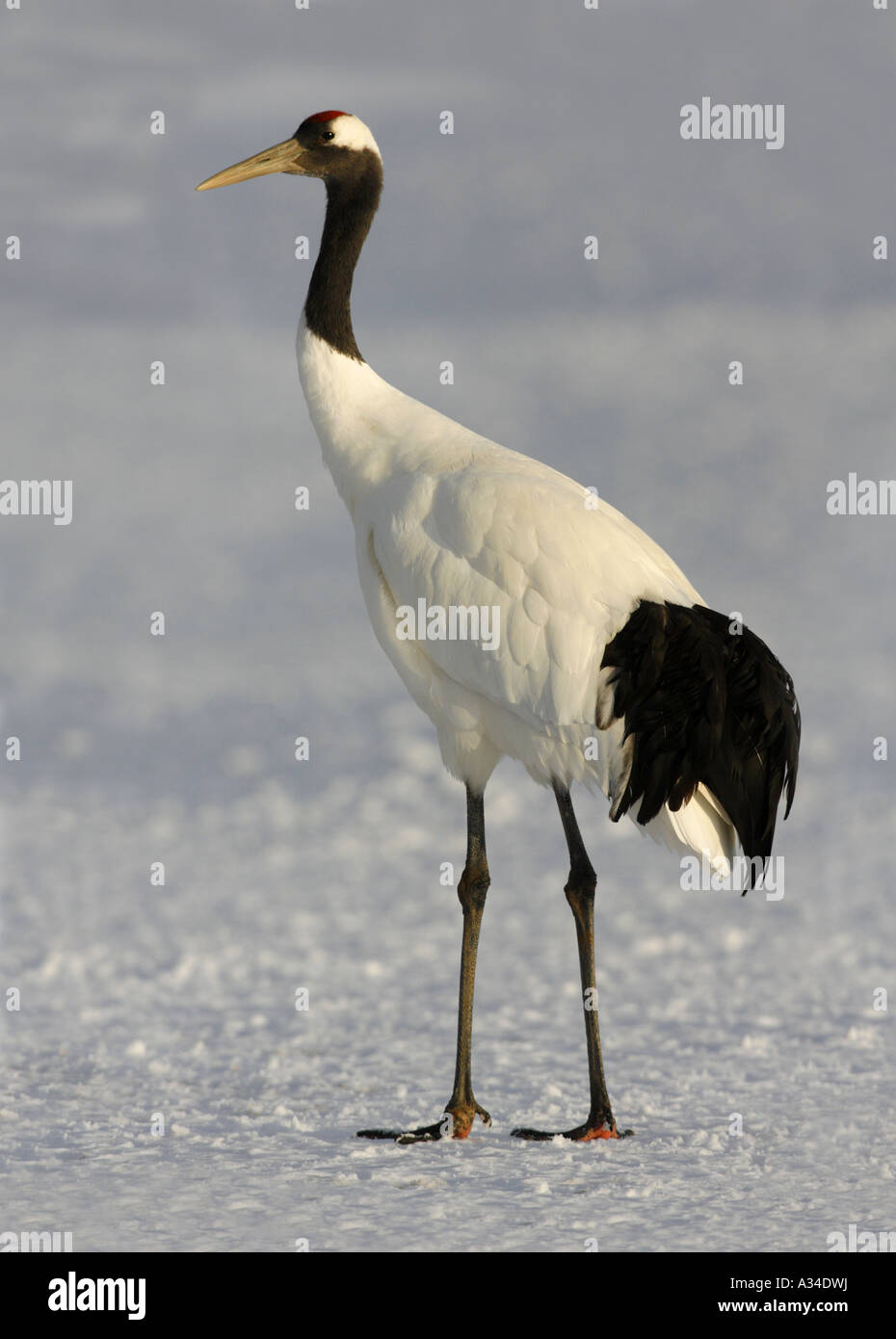 Japanese crane standing in snow Stock Photo - Alamy