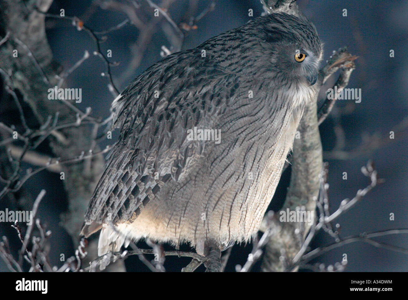 Fish eating owl hi-res stock photography and images - Alamy