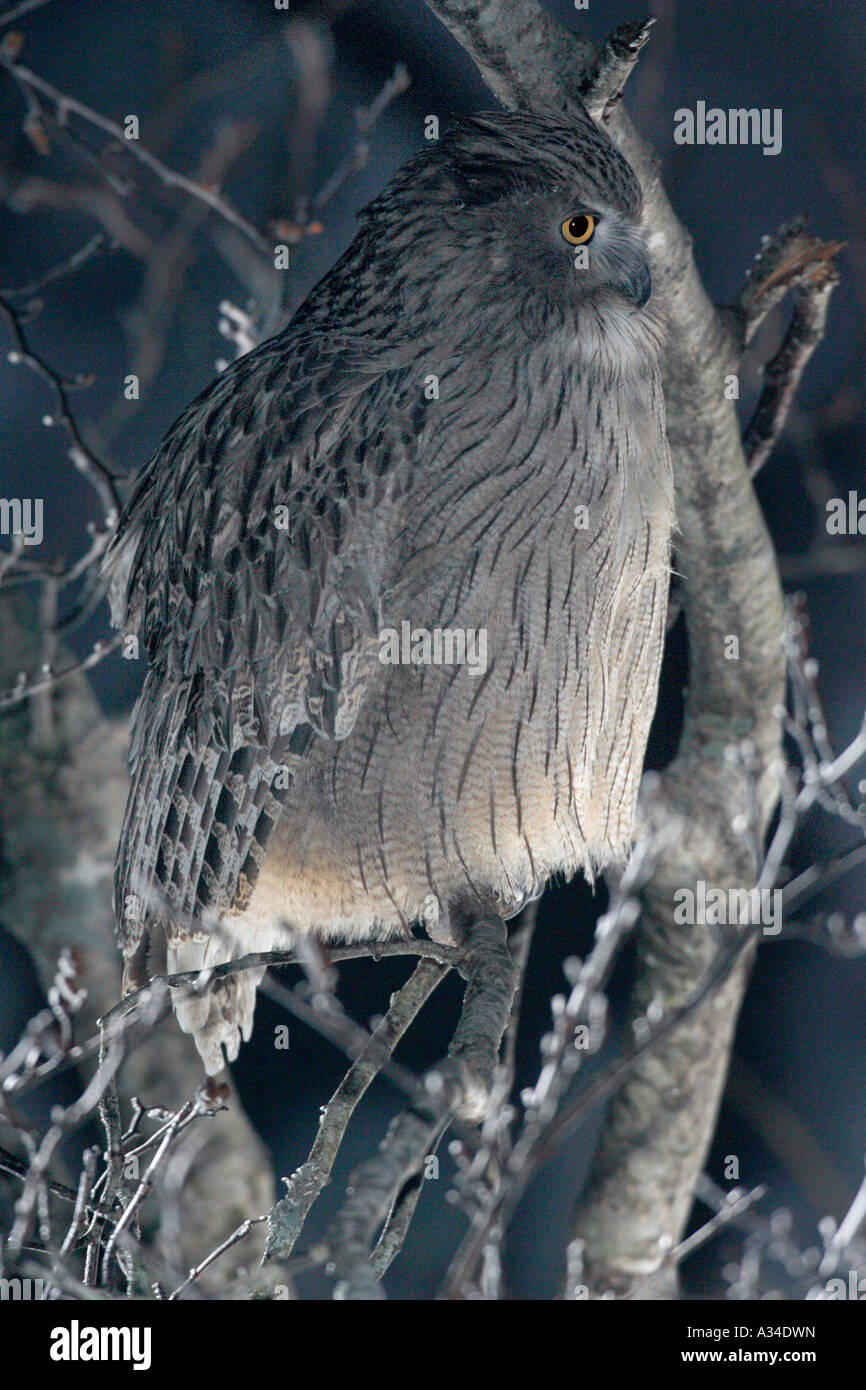 Blackistons fish owl hi-res stock photography and images - Alamy