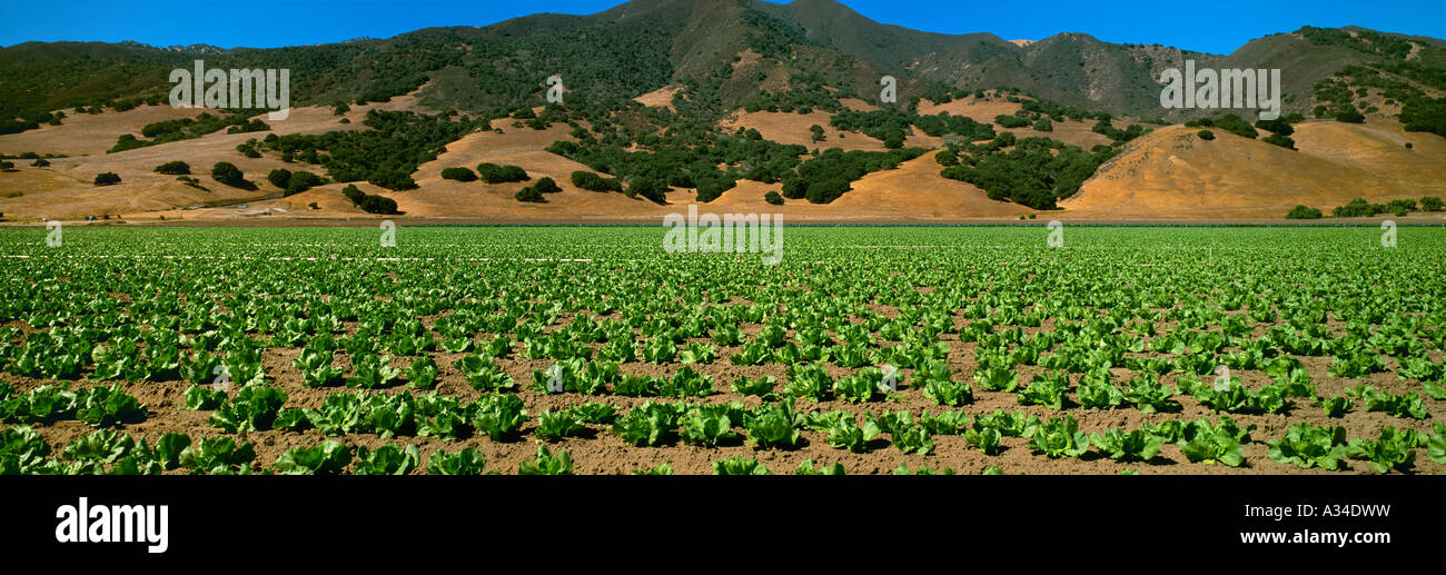 Agriculture - A field of early growth Iceberg lettuce with the Coastal ...