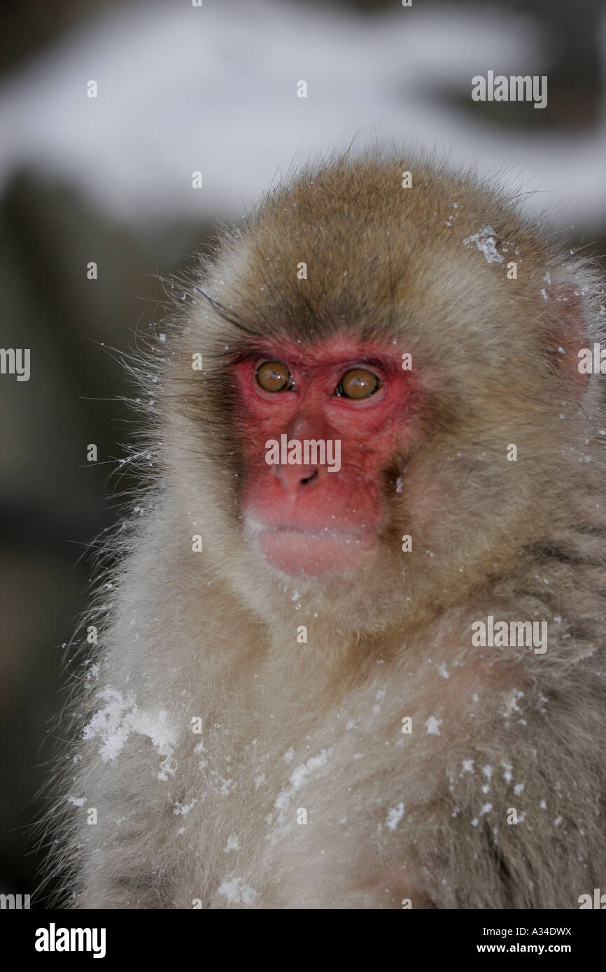 Snow monkey portrait Stock Photo - Alamy