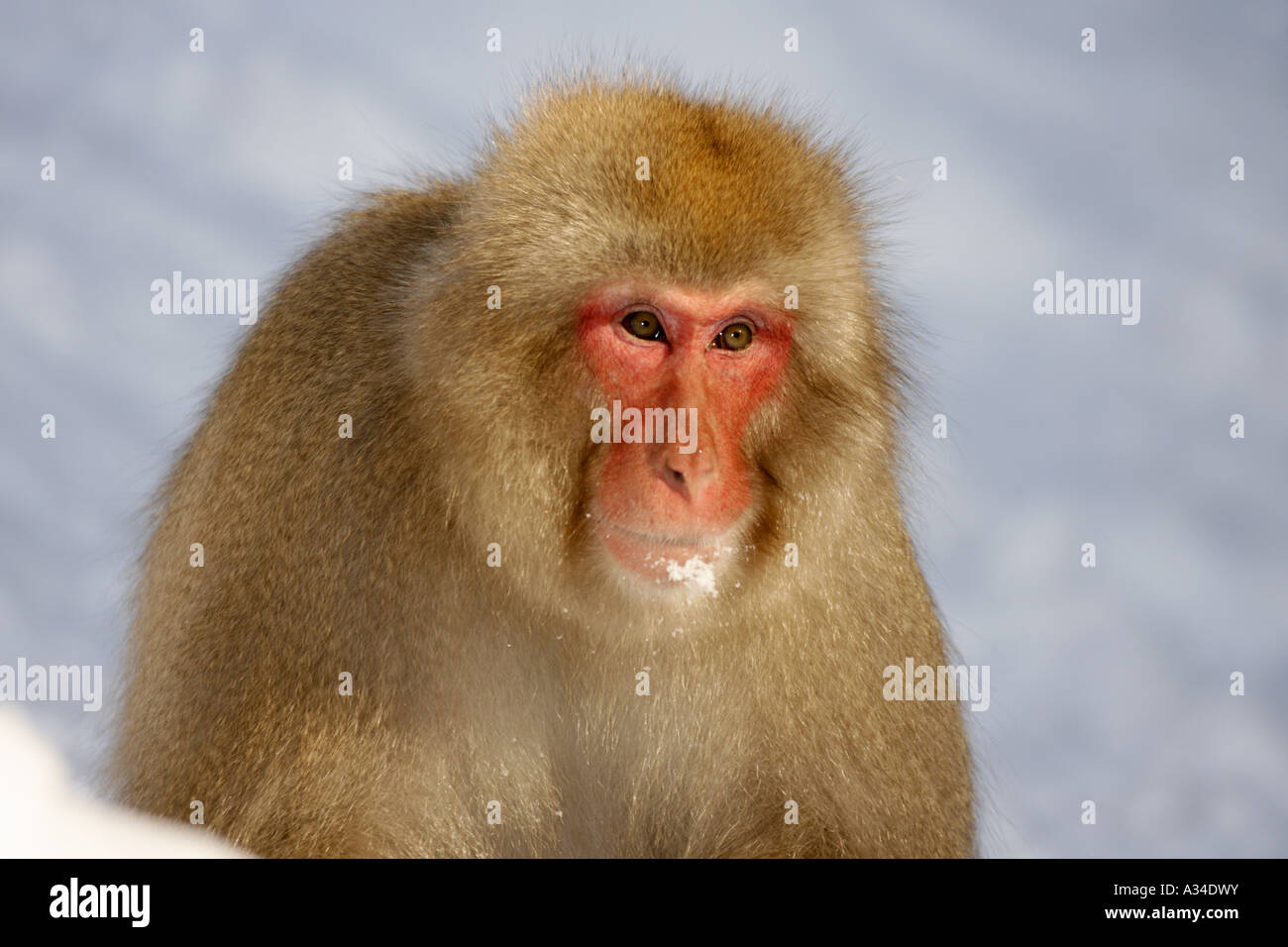 Snow monkey portrait Stock Photo - Alamy