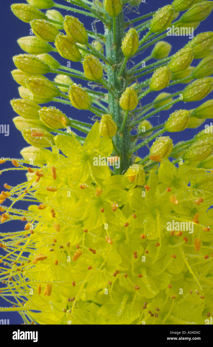 Stenophyllus High Resolution Stock Photography and Images - Alamy