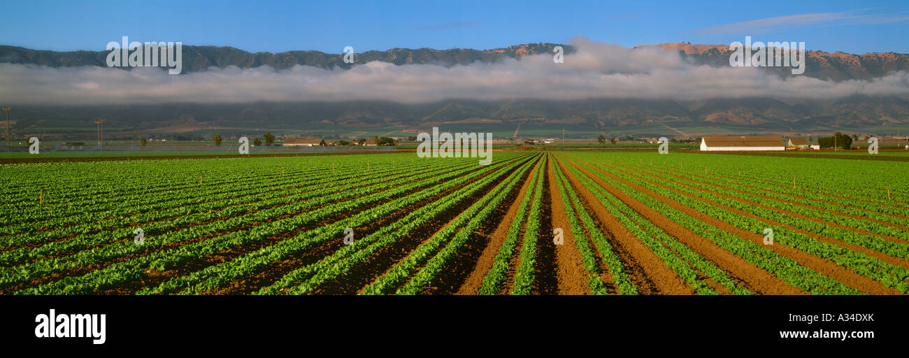 Mid growth Green Leaf lettuce field with a white barn the Coastal ...