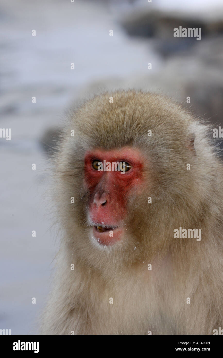 Snow monkey portrait Stock Photo - Alamy